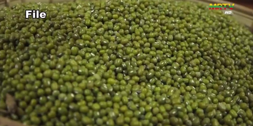 Bean Export: Over 680,000 tons exported in 5 months of 2022-2023 FY | Myanmar International TV